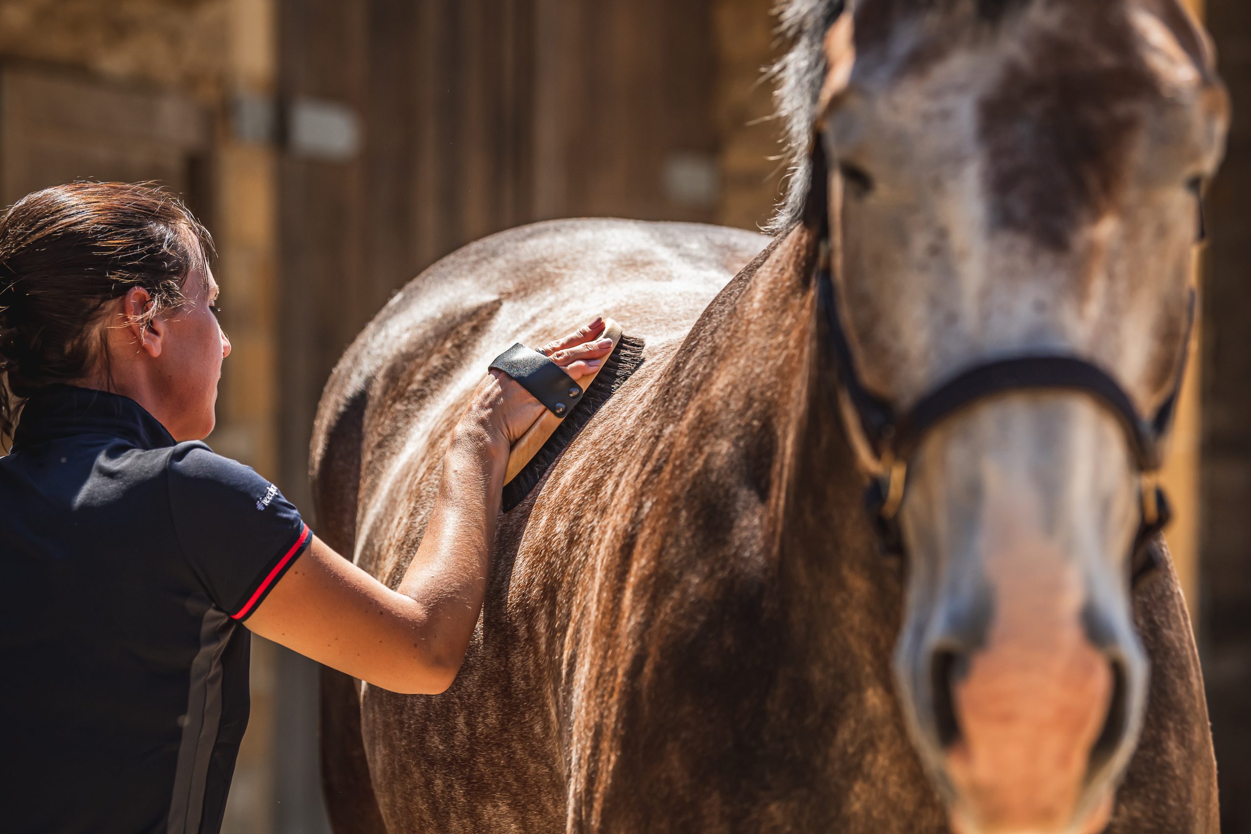 Carr & Day & Martin | The World's Oldest Horse Care Range