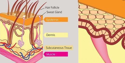 The Skin - Carr Day Martin