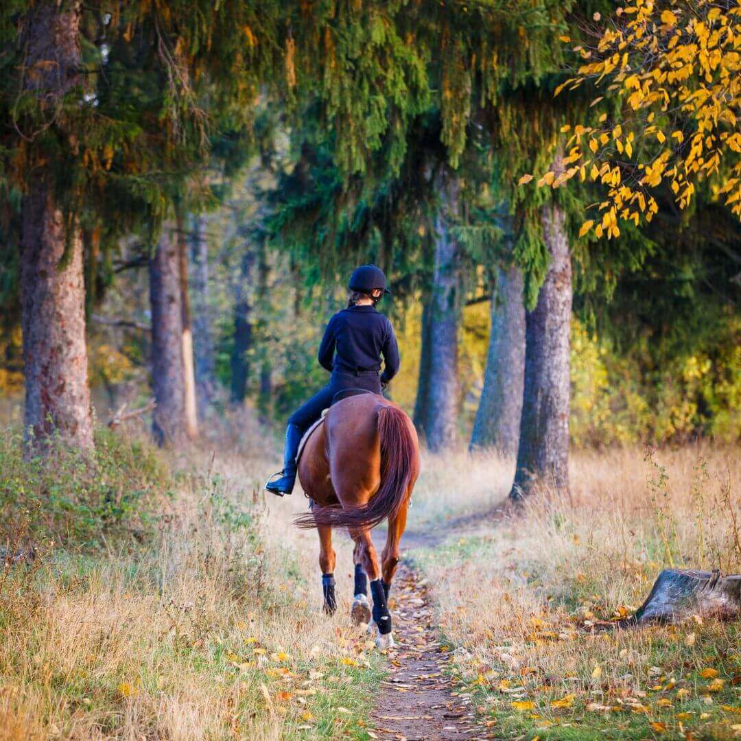 New to Range FLYGARD Fly Repellents for Horses | Carr Day Martin
