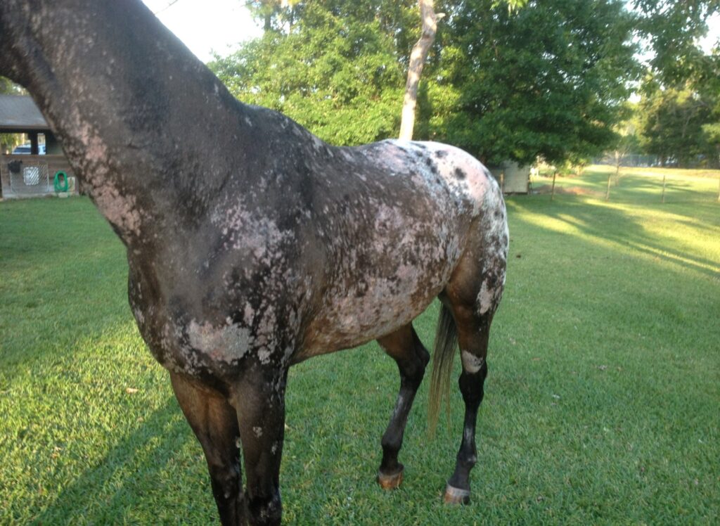 How to Prevent & Treat Sweet Itch in Horses | Carr & Day & Martin