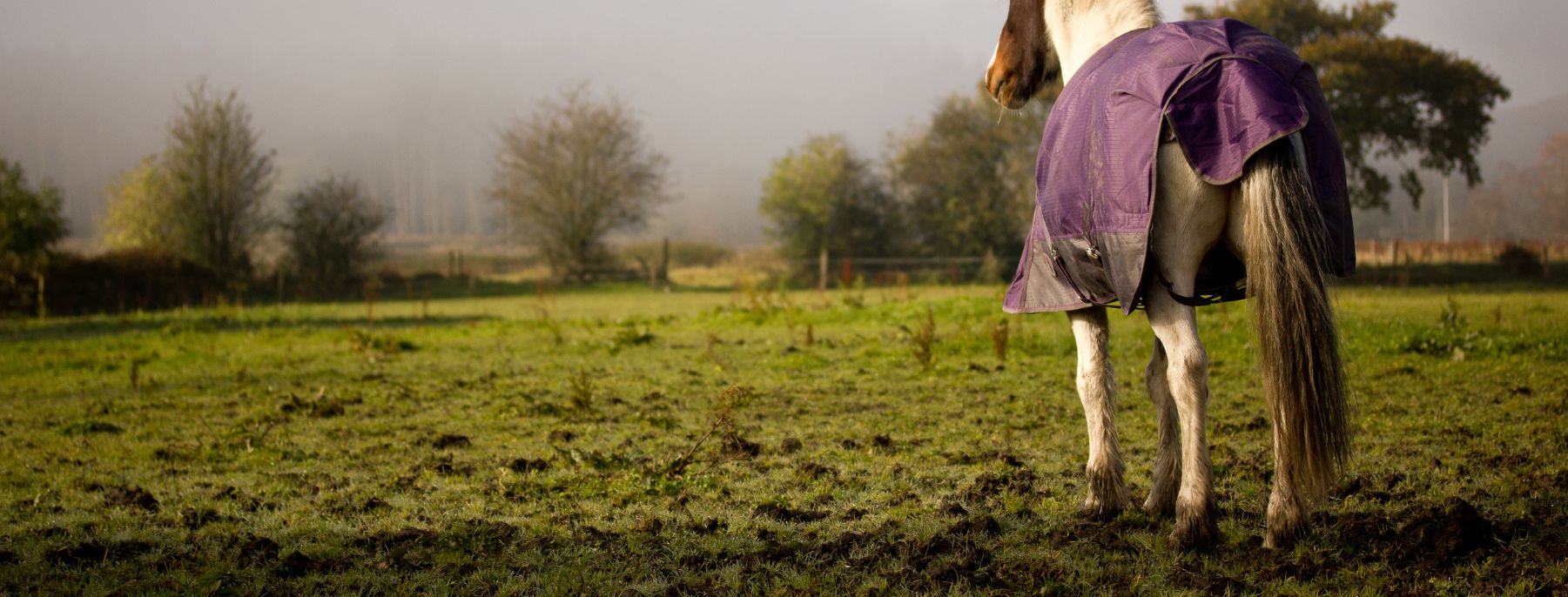 Mud Fever in Horses: Causes, Symptoms, and Proven Prevention Strategies ...
